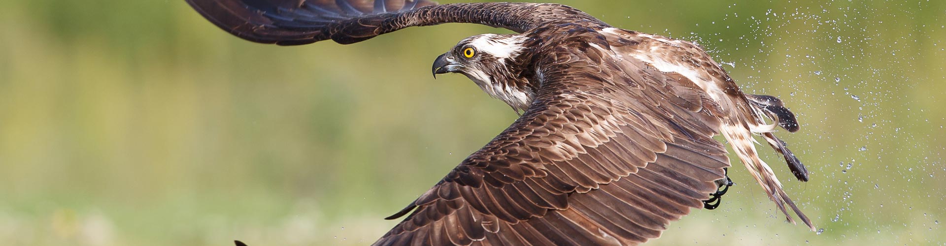 Spring Scottish Wildlife in the Highlands | Kingsmills Hotel