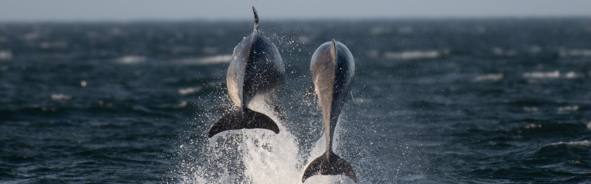 Dolphin Spotting Inverness, Scotland | Kingsmills Hotel