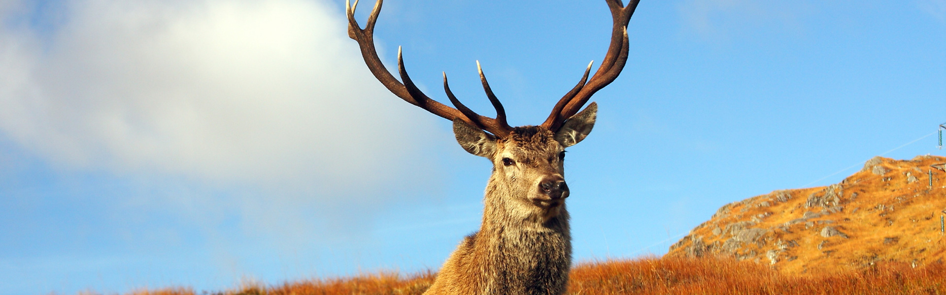 Highland Animals on a Scottish Wildlife Safari | Kingsmills Hotel