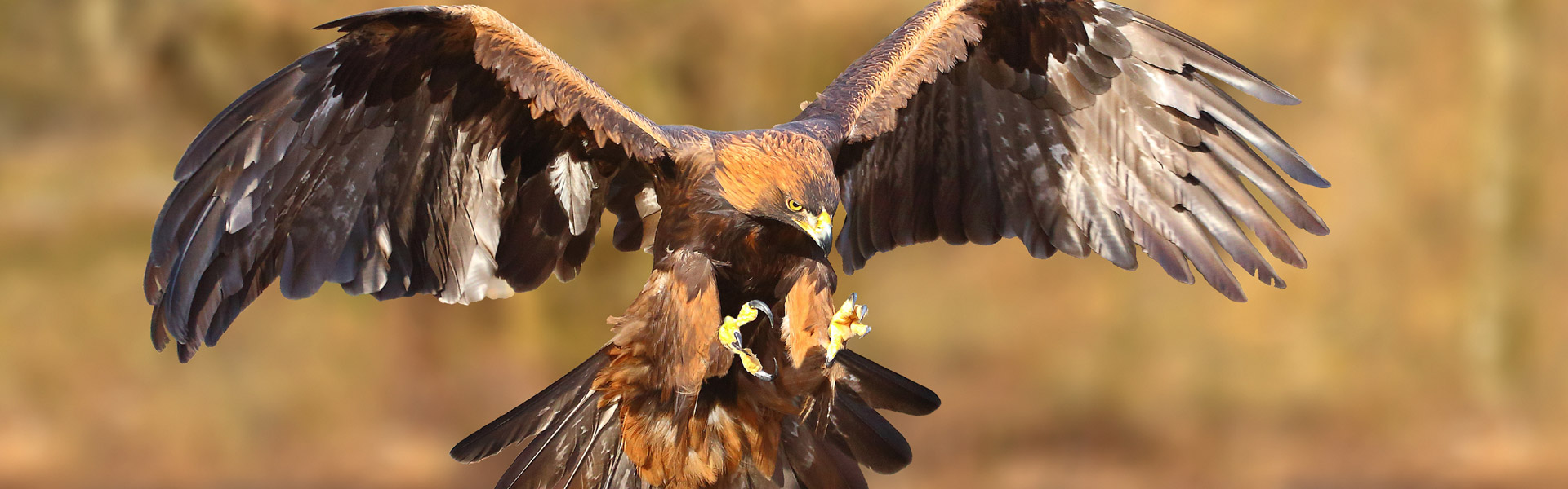 Scottish National Symbols and Icons | Kingsmills Hotel