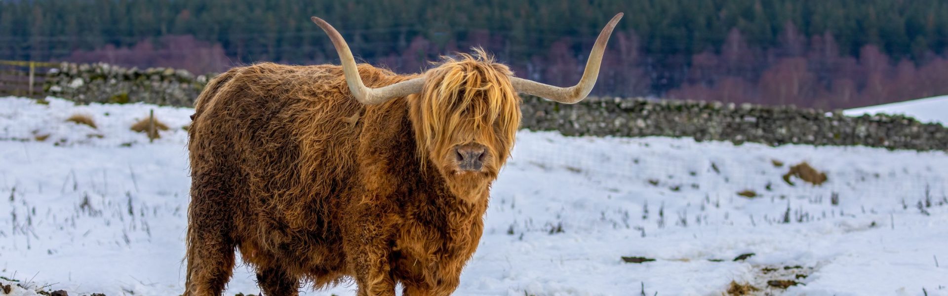 Exploring the Scottish Highlands Winter Wildlife | Kingsmills Hotel