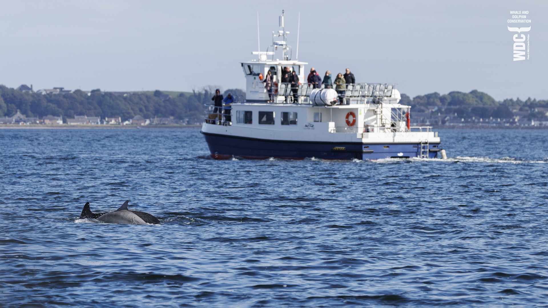 Dolphin tours in Inverness with Dolphin Spirit | Kingmills Hotel